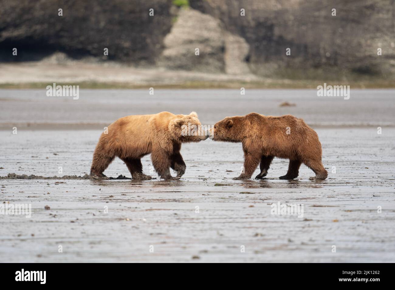 Two Alaskan brown bears meet face to face on the mudflats of McNeil ...