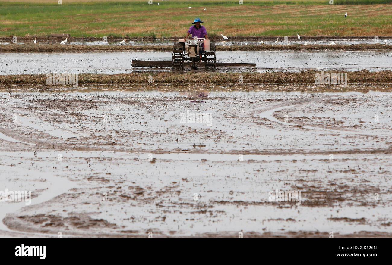 A farmer clears his rice field using a motorized plough in Nakhon Sawan ...
