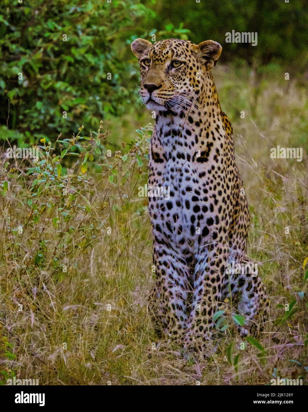 Leopard in Kruger national park South Africa. leopard or panther ...
