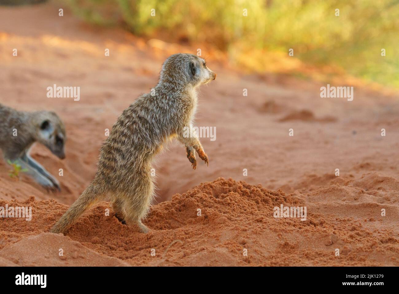 Baby meerkat (Suricata suricatta) stands upright. Kalahari ...