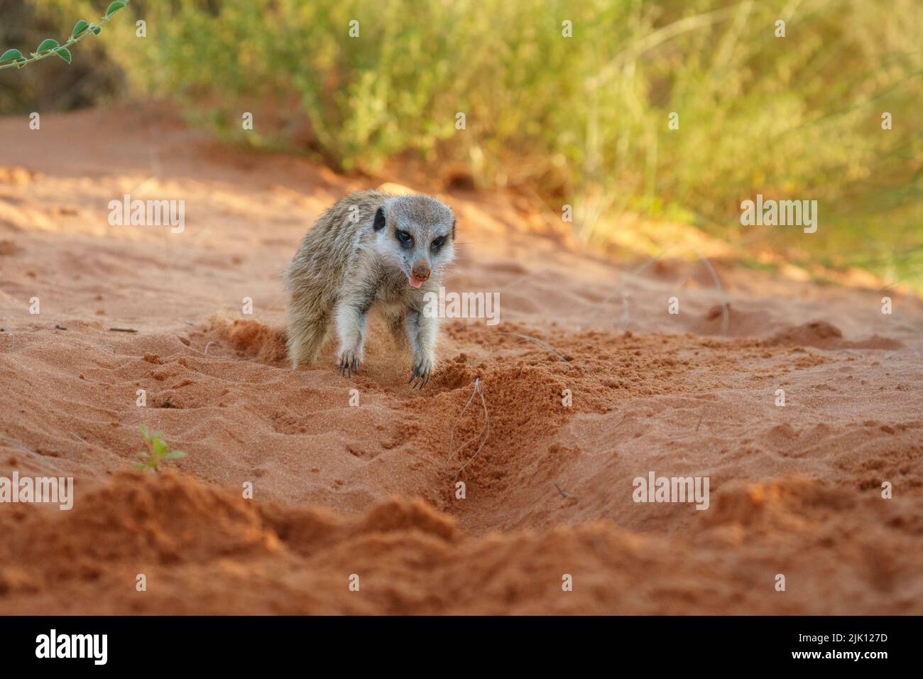Baby meerkats (Suricata suricatta) digging a burrow. Kalahari ...