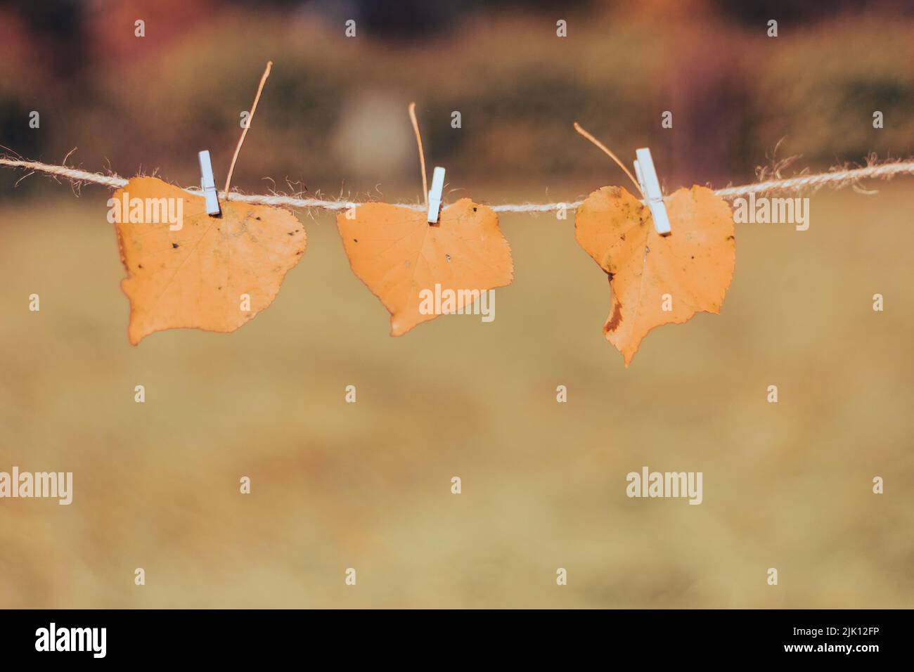 Yellow autumn leaves are hung on a rope. Leaves hanging on a rope on a ...