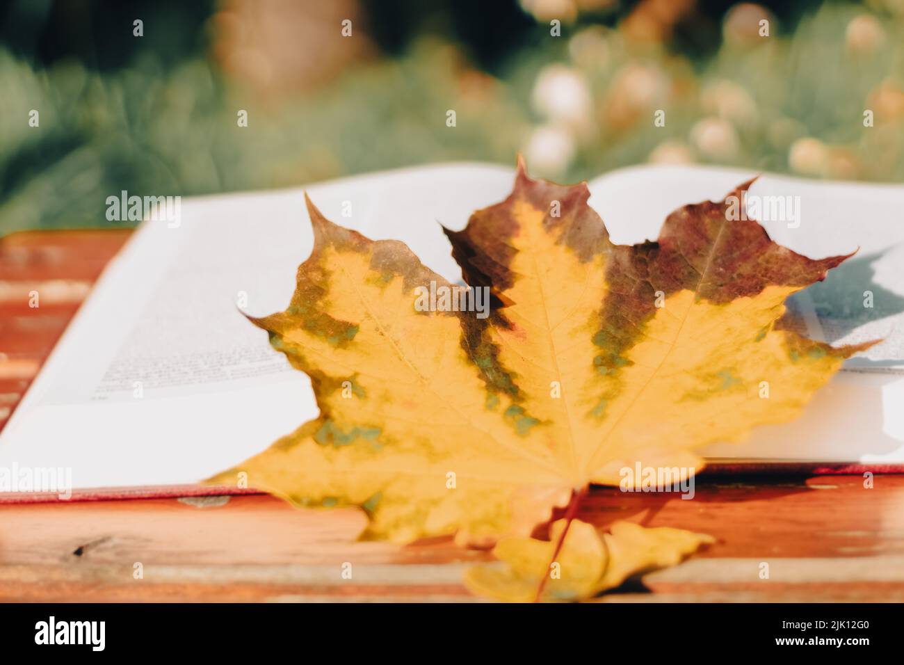 Yellow autumn leaves are hung on a rope. Leaves hanging on a rope on a ...