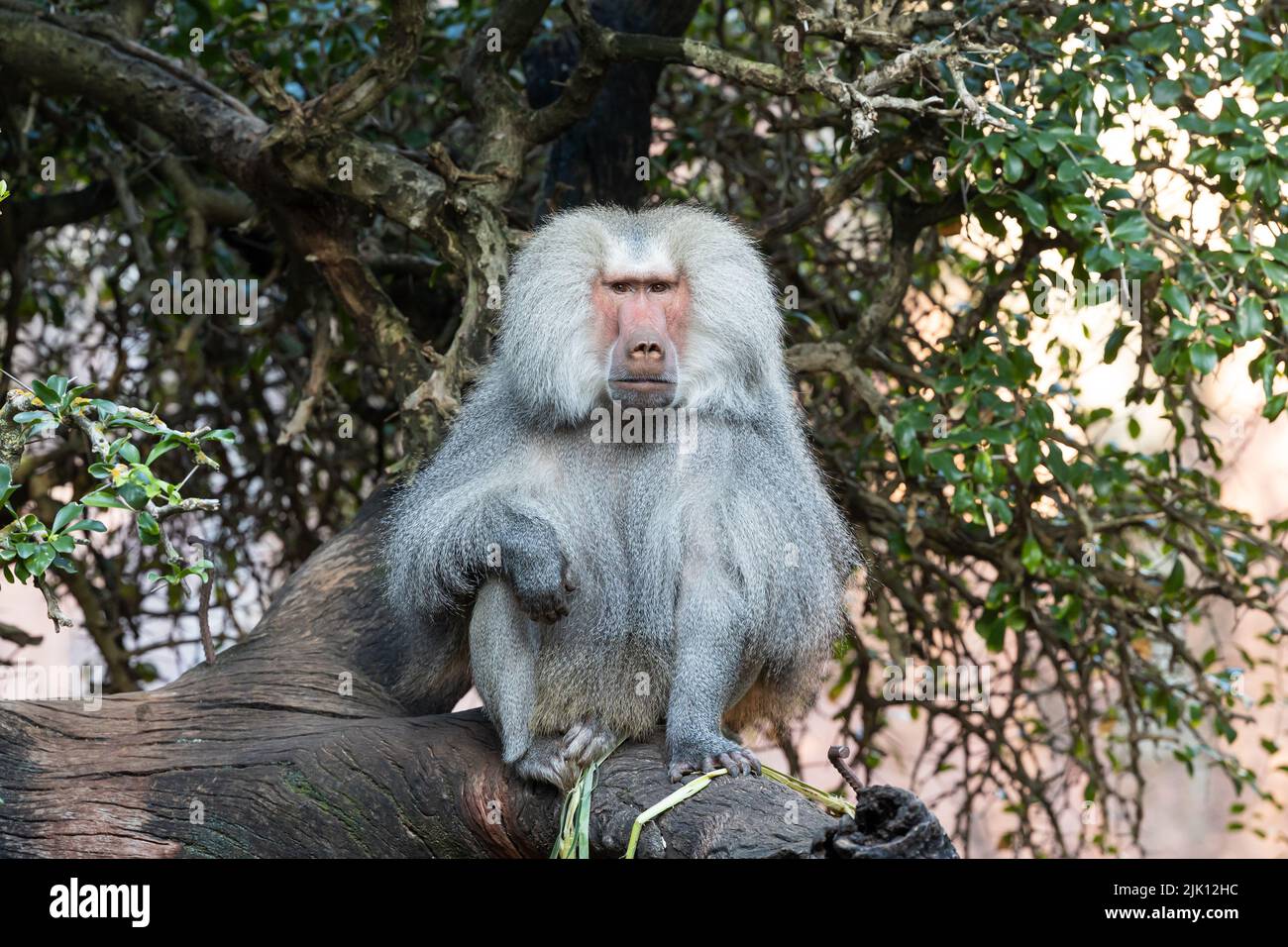 Hamadryas baboon, the Mane Man is resting on a tree, from front view ...