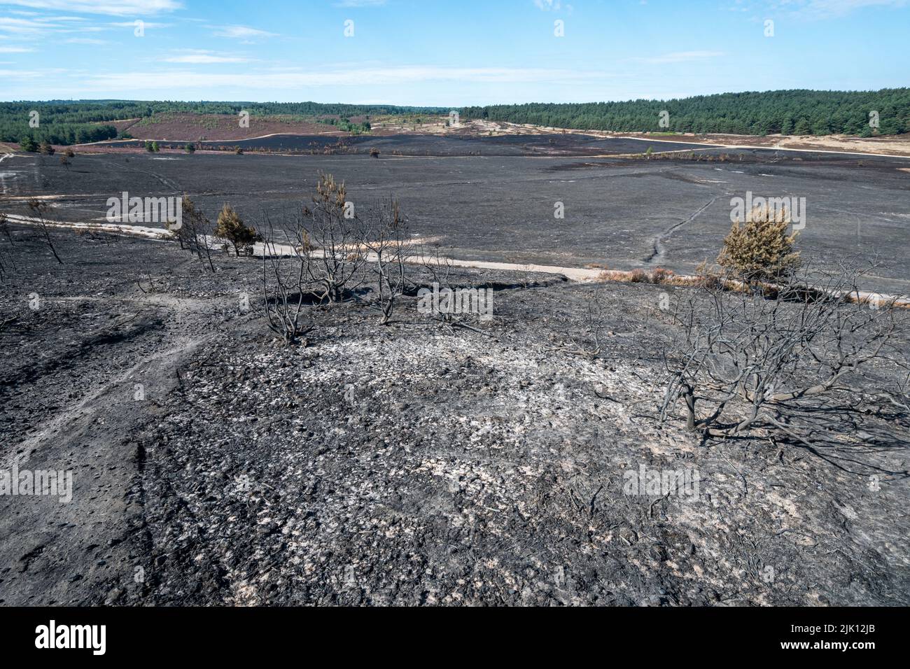 Hankley Common wildfire, Surrey, England, UK. Photographed 5 days after ...