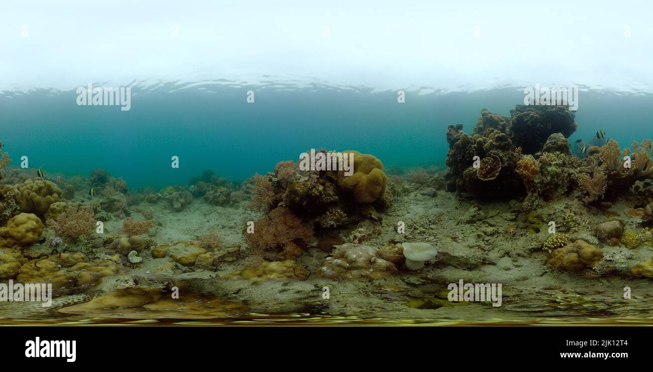 Coral reef and tropical fishes. The underwater world of the Philippines ...