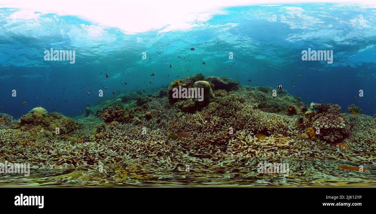 Marine life sea world. Underwater fish reef marine. Tropical colourful ...
