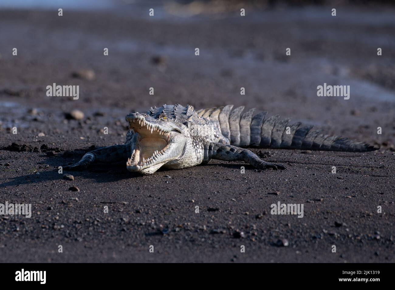 Crocodile tail lizard hi-res stock photography and images - Alamy