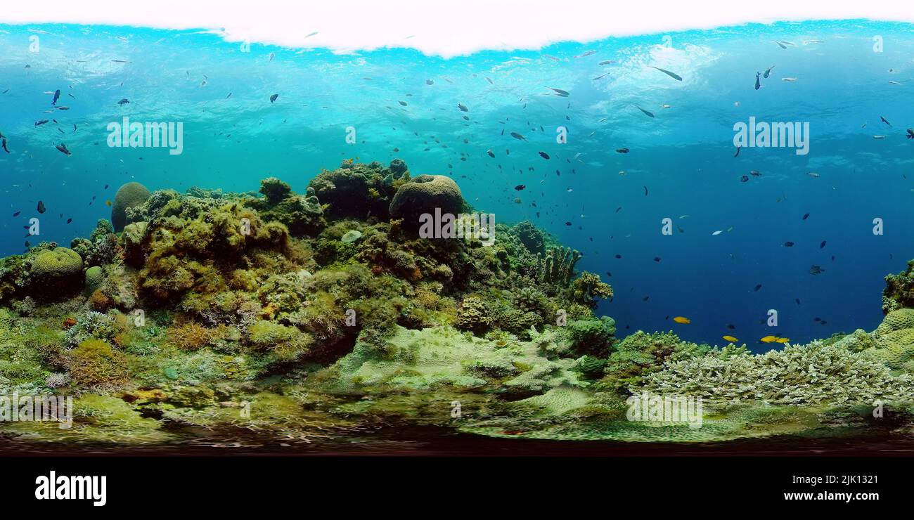 Tropical fishes and coral reef at diving. Underwater world with corals ...