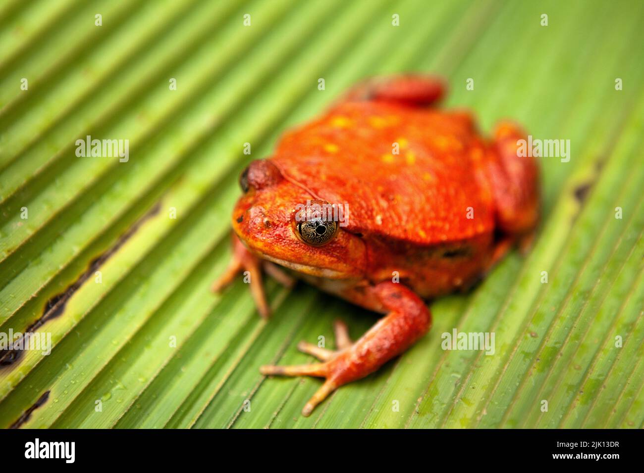 Orange frog, Peyreras Reserve, Andasibe, Madagascar, Africa Stock Photo ...