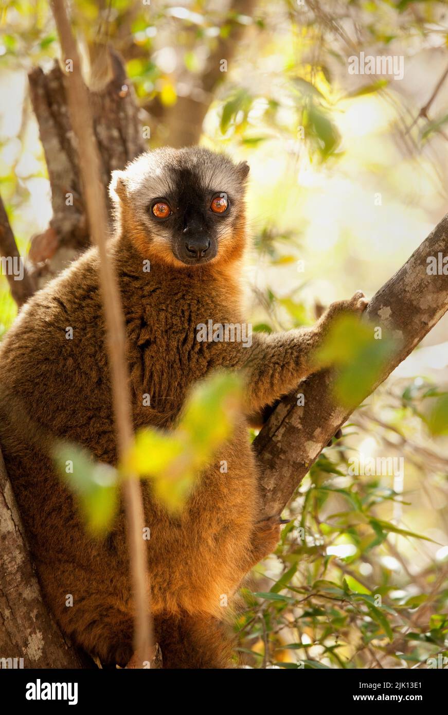 Common brown lemur, Isalo, Madagascar, Africa Stock Photo - Alamy