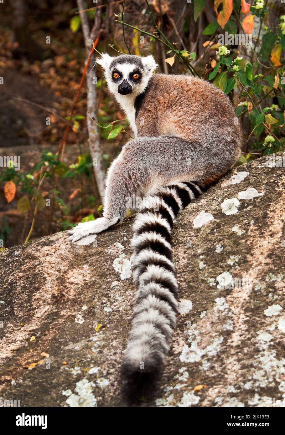 Ring tailed lemur, Isalo National Park, Isalo, Madagascar, Africa Stock ...