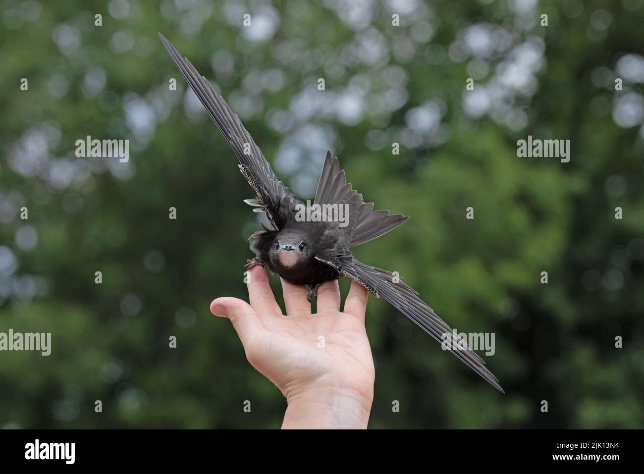 Common swift apus juvenile hi-res stock photography and images - Alamy
