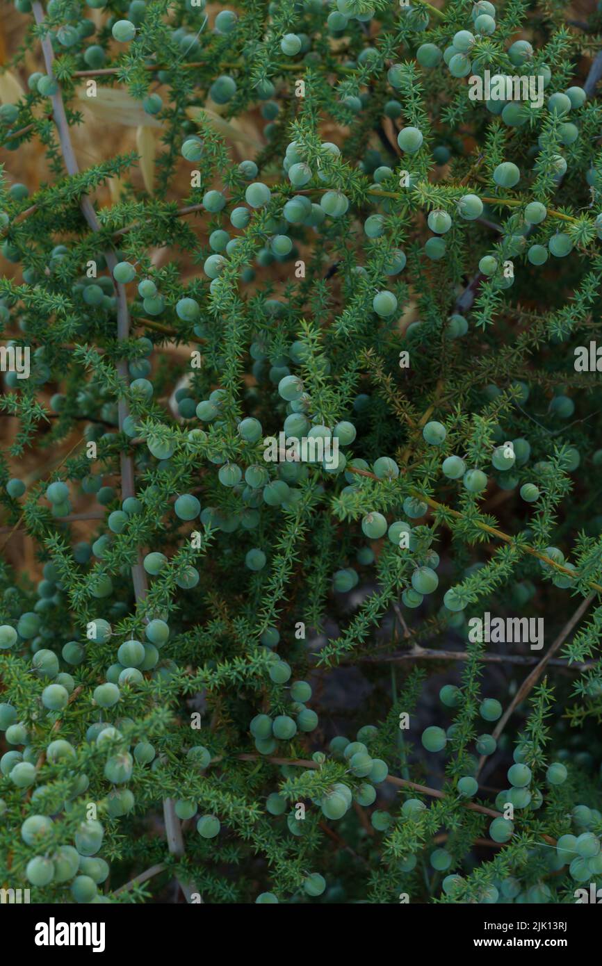 close-up of the balls of a plant of Asparagus acutifolius Asparagus ...