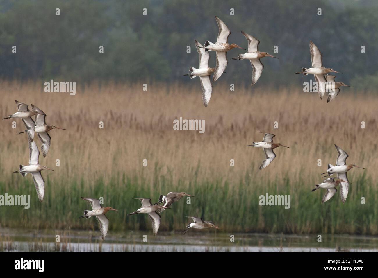 Black-tailed Godwit (Limosa limosa islandica) Hickling Norfolk April ...