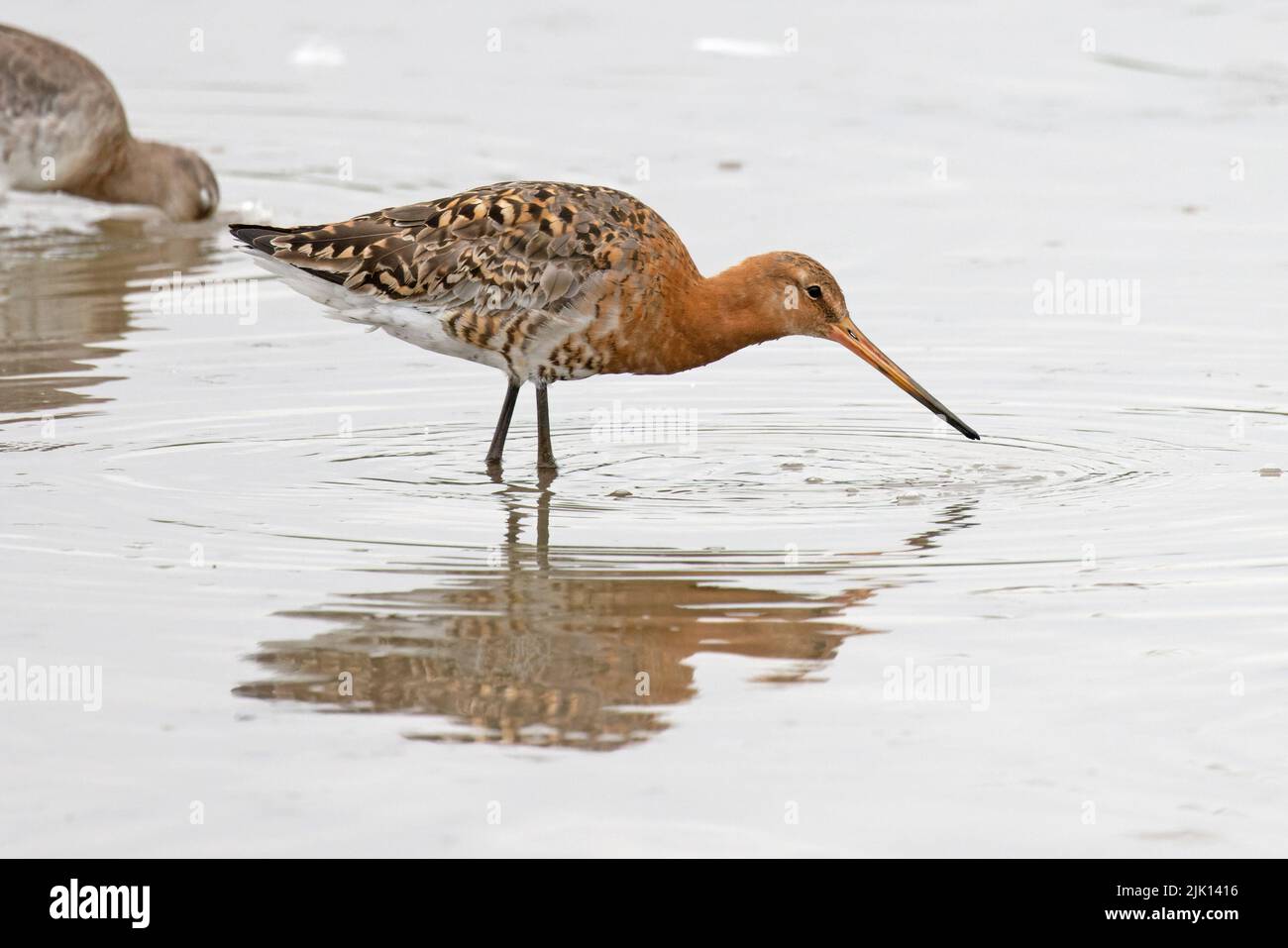 Black-tailed Godwit (Limosa limosa islandica) Titchwell Norfolk July ...