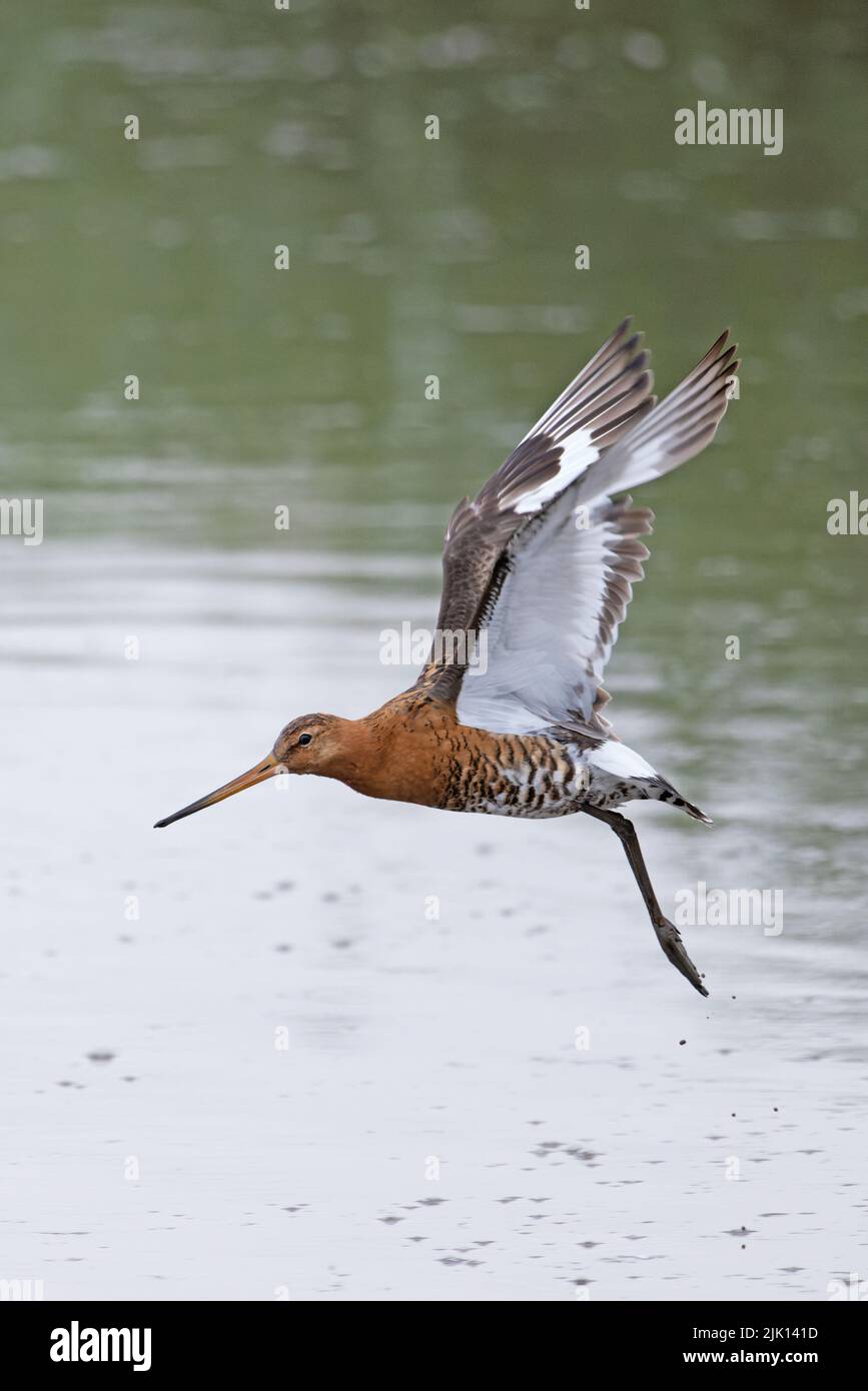 Limosa limosa islandica in summer plumage hi-res stock photography and ...