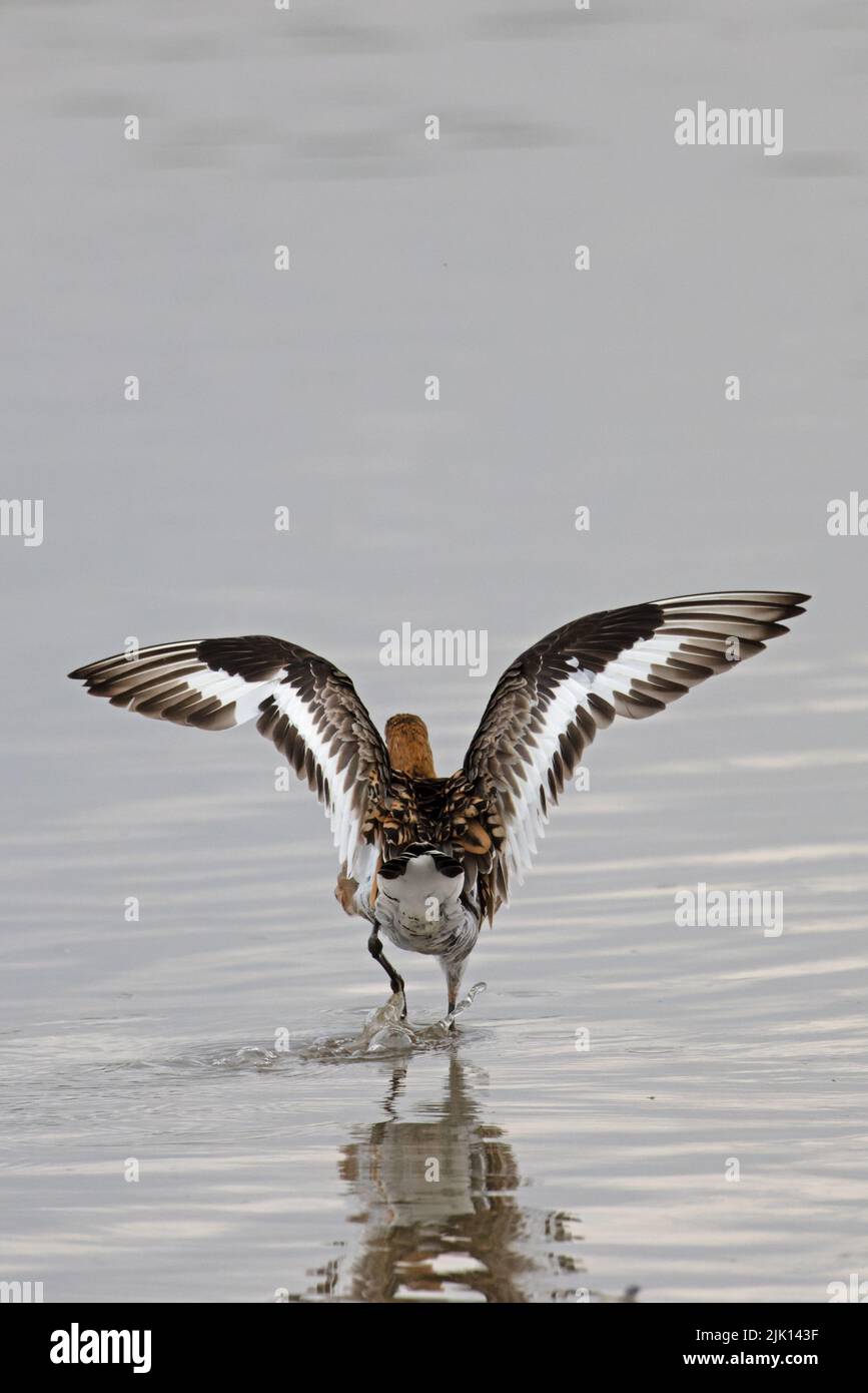 Black-tailed Godwit (Limosa limosa islandica) Titchwell Norfolk July ...
