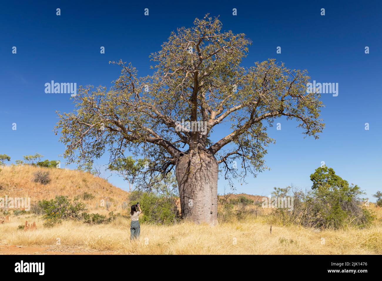 A woman is standing in front of a big boab tree in Kimberley, Western ...