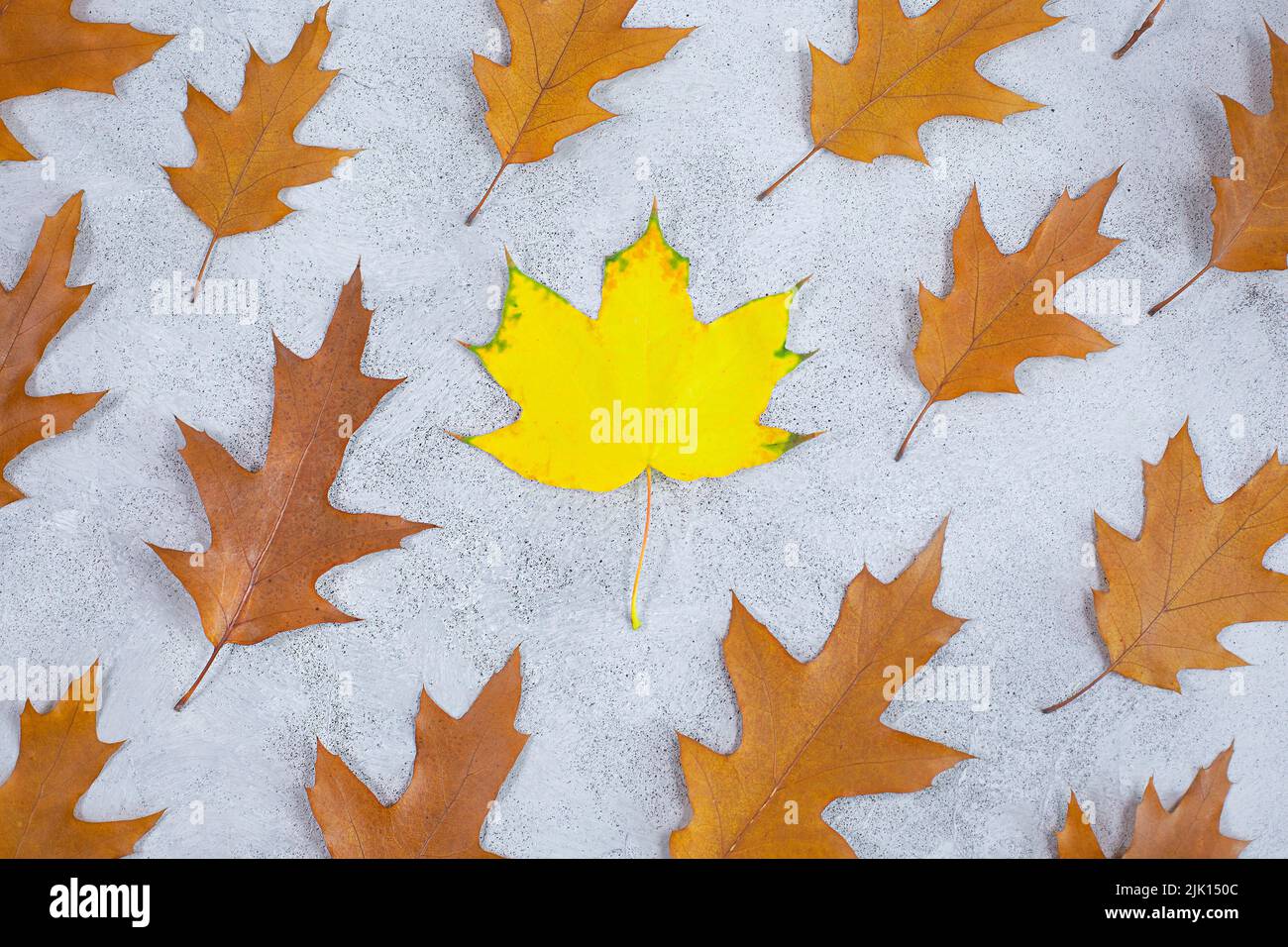 Autumn composition. Pattern made of autumn leaves at grey concrete ...