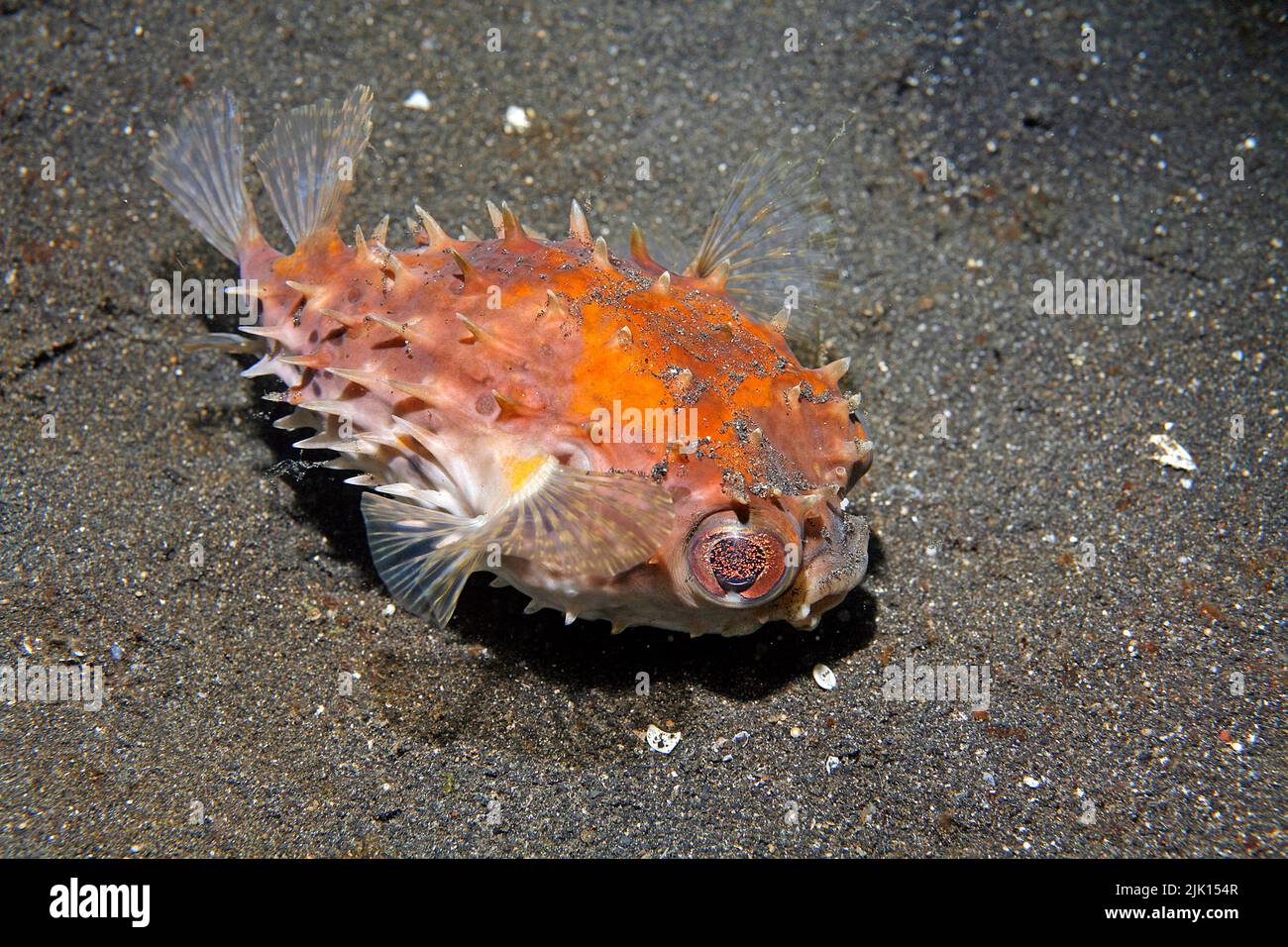 Porcupine porcupinefish hi-res stock photography and images - Alamy