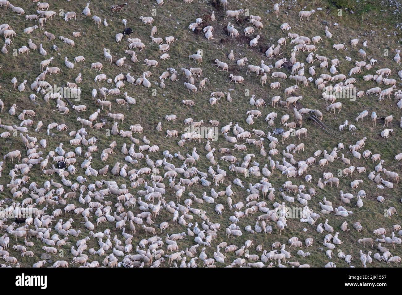 Aerial view herd sheep hi-res stock photography and images - Alamy
