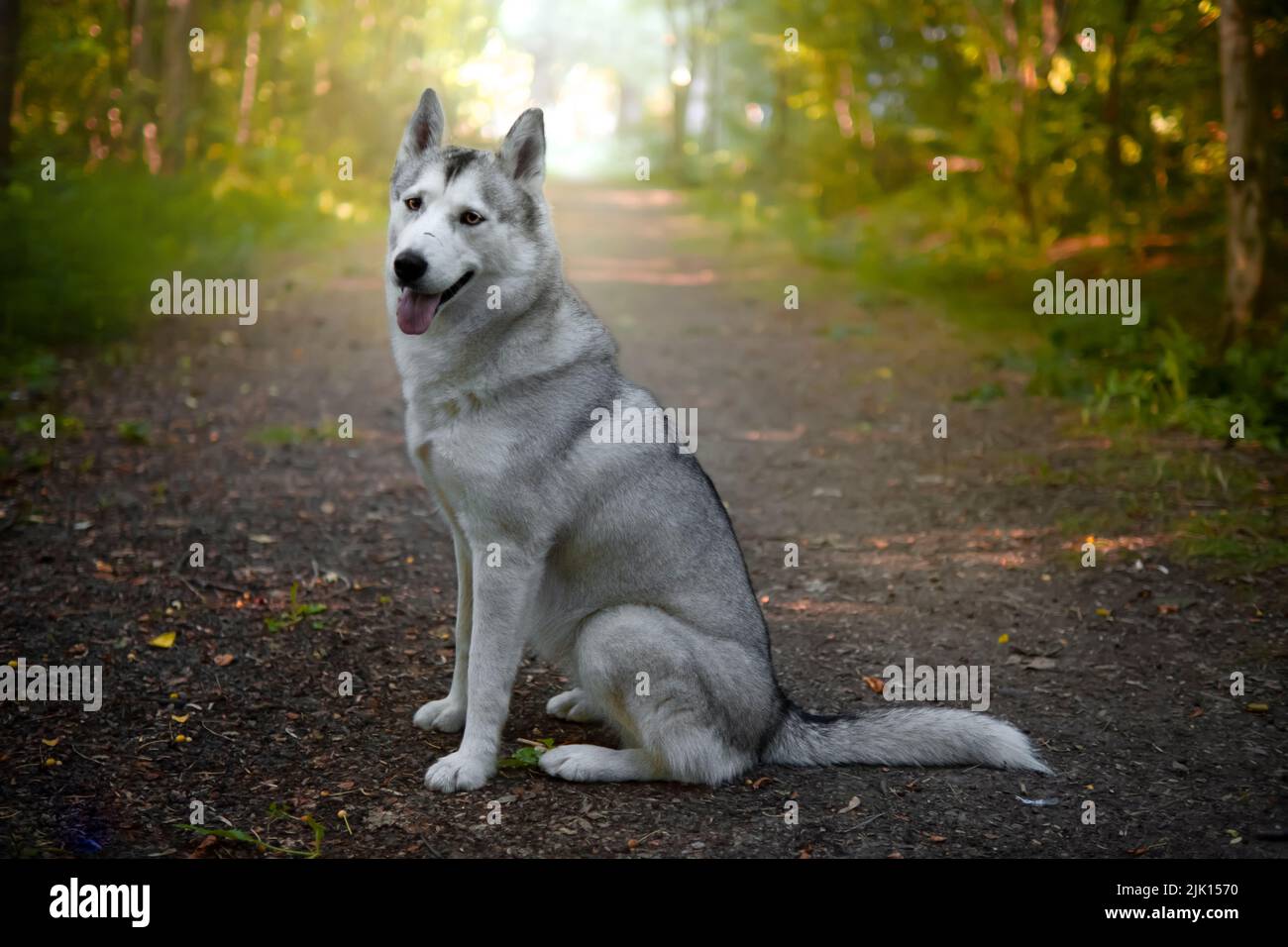 Siberian Husky dog side view, sitting and looking into camera, Italy ...