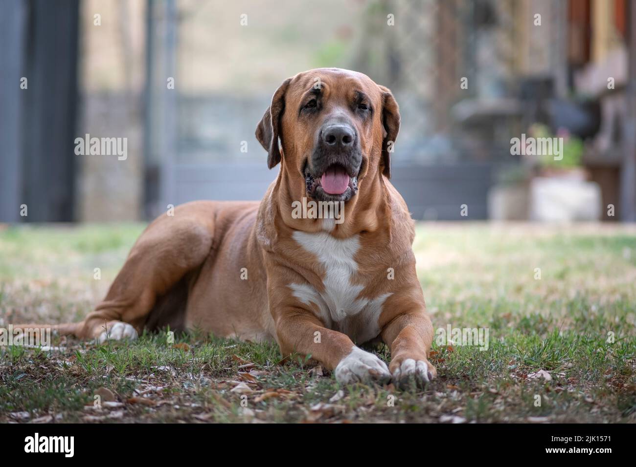 Broholmer brown dog breed lying on the grass and looking into camera ...