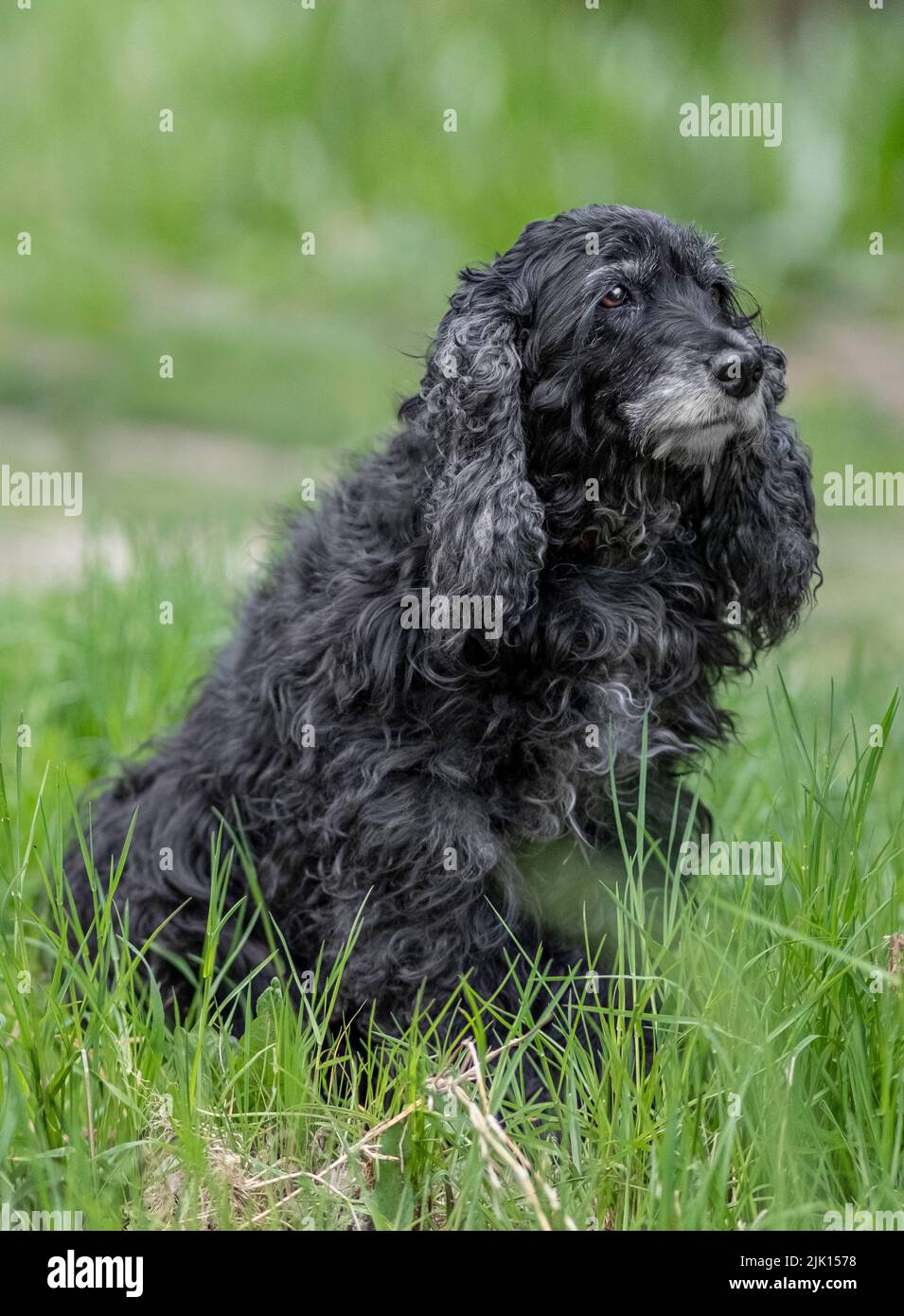 Black Cocker Spaniel dog breed sitting in the grass, Italy, Europe ...