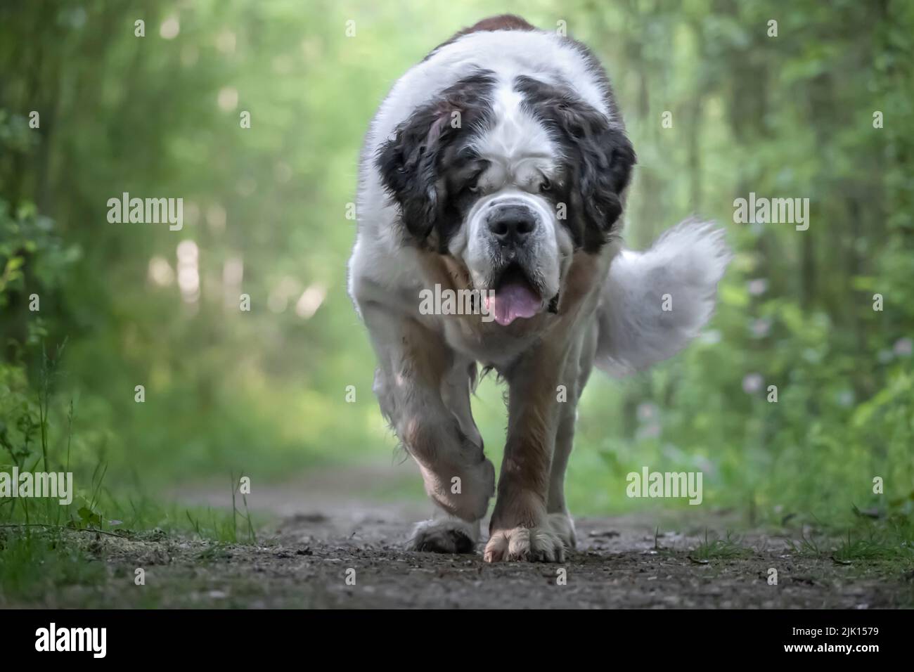 Saint bernard dog breed walking into wood towards the camera hi-res stock photography and images ...