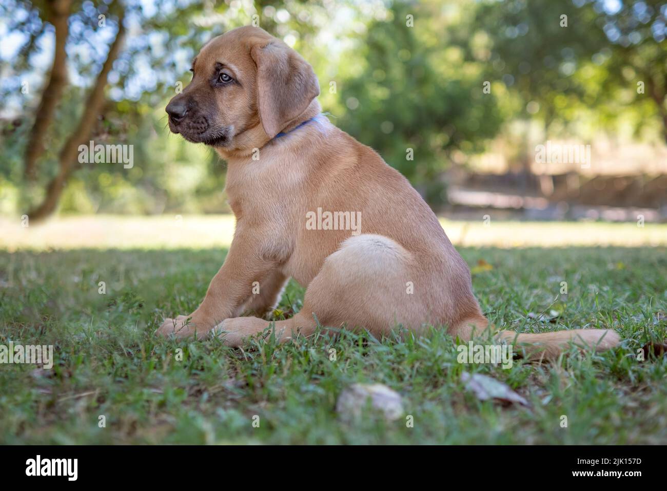 What Color Are Broholmer Dogs