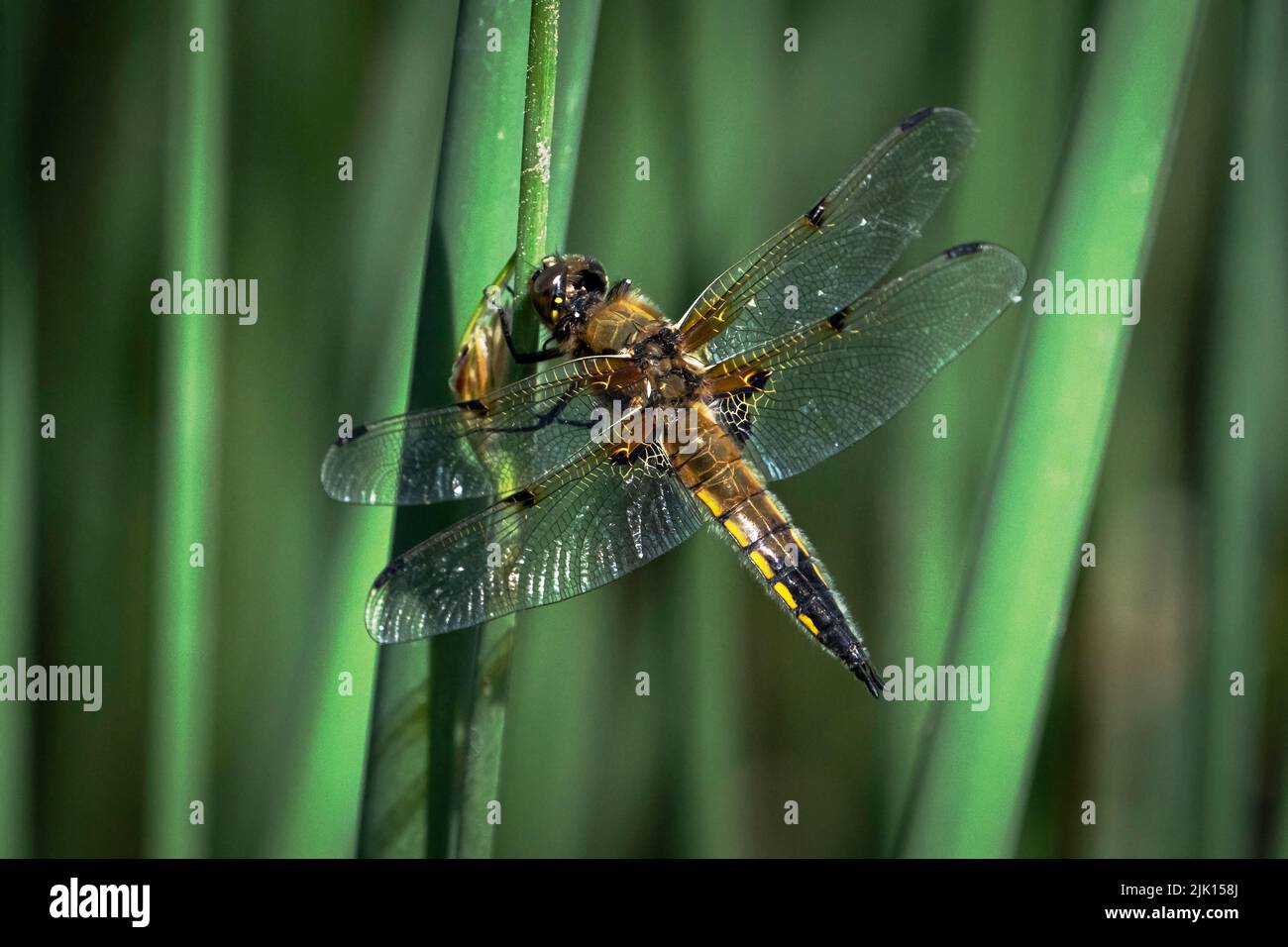 Four Spotted Chaser Dragonfly (Libellula quadrimaculata), Anderton ...