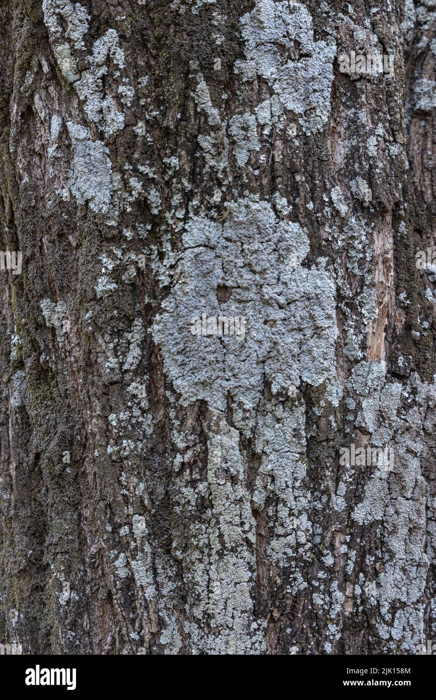 Tree bark lichen nature hi-res stock photography and images - Alamy