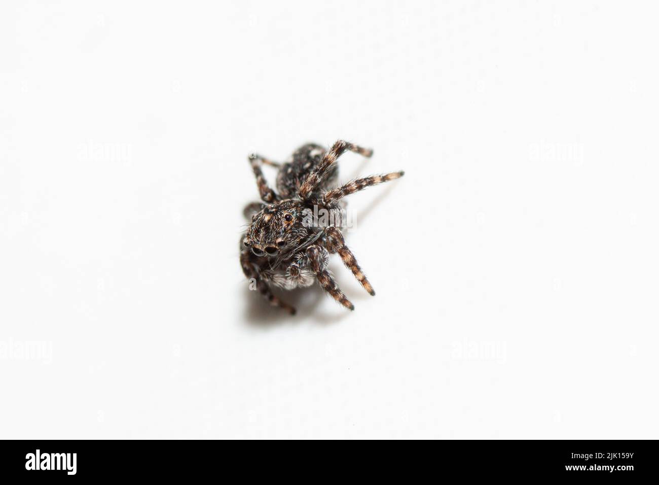 Spinne Cut Out Stock Images & Pictures - Alamy