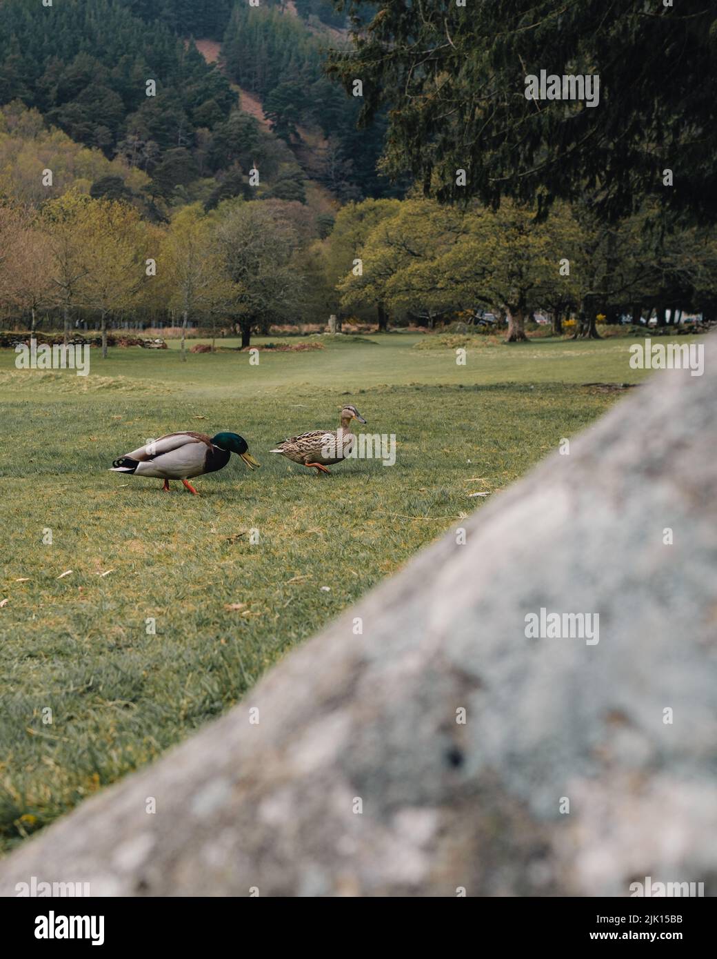 A mallard and a duck walking on the grass surrounded by dense forest ...