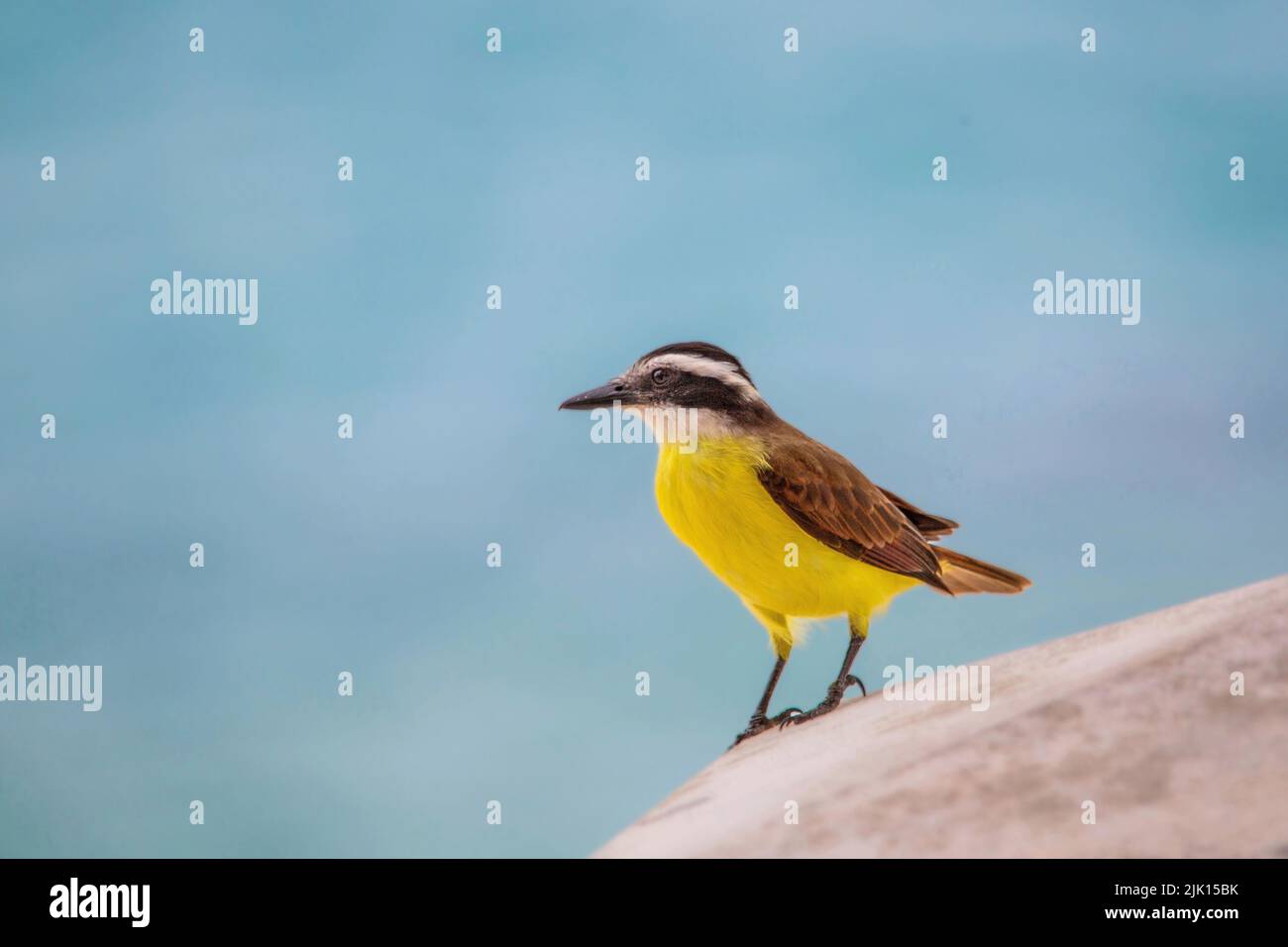Great Kiskadee (Pitangus Sulphuratus), introduced to Bermuda in 1957 to ...