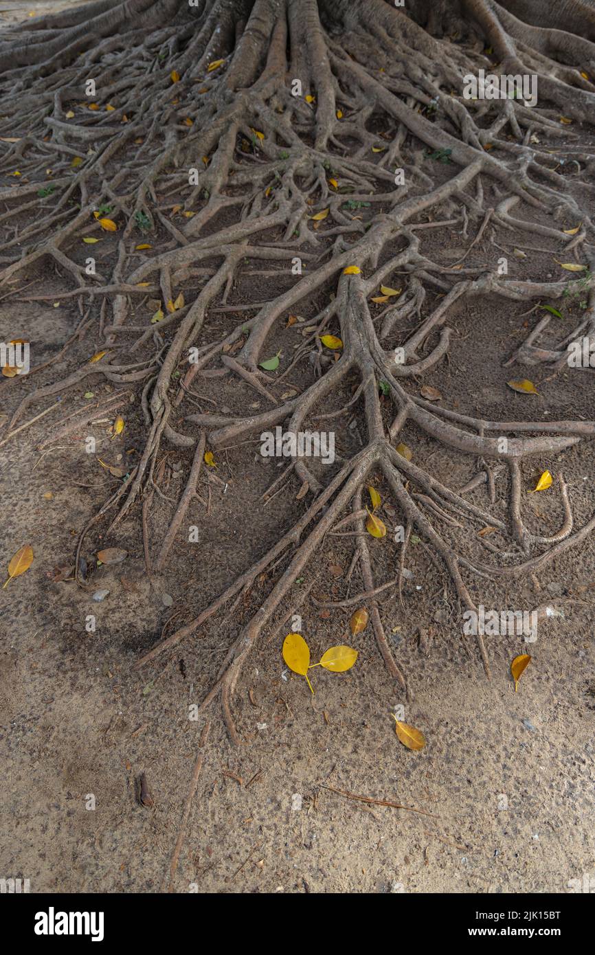 Roots of an ombu (Phytolacca dioica Stock Photo - Alamy