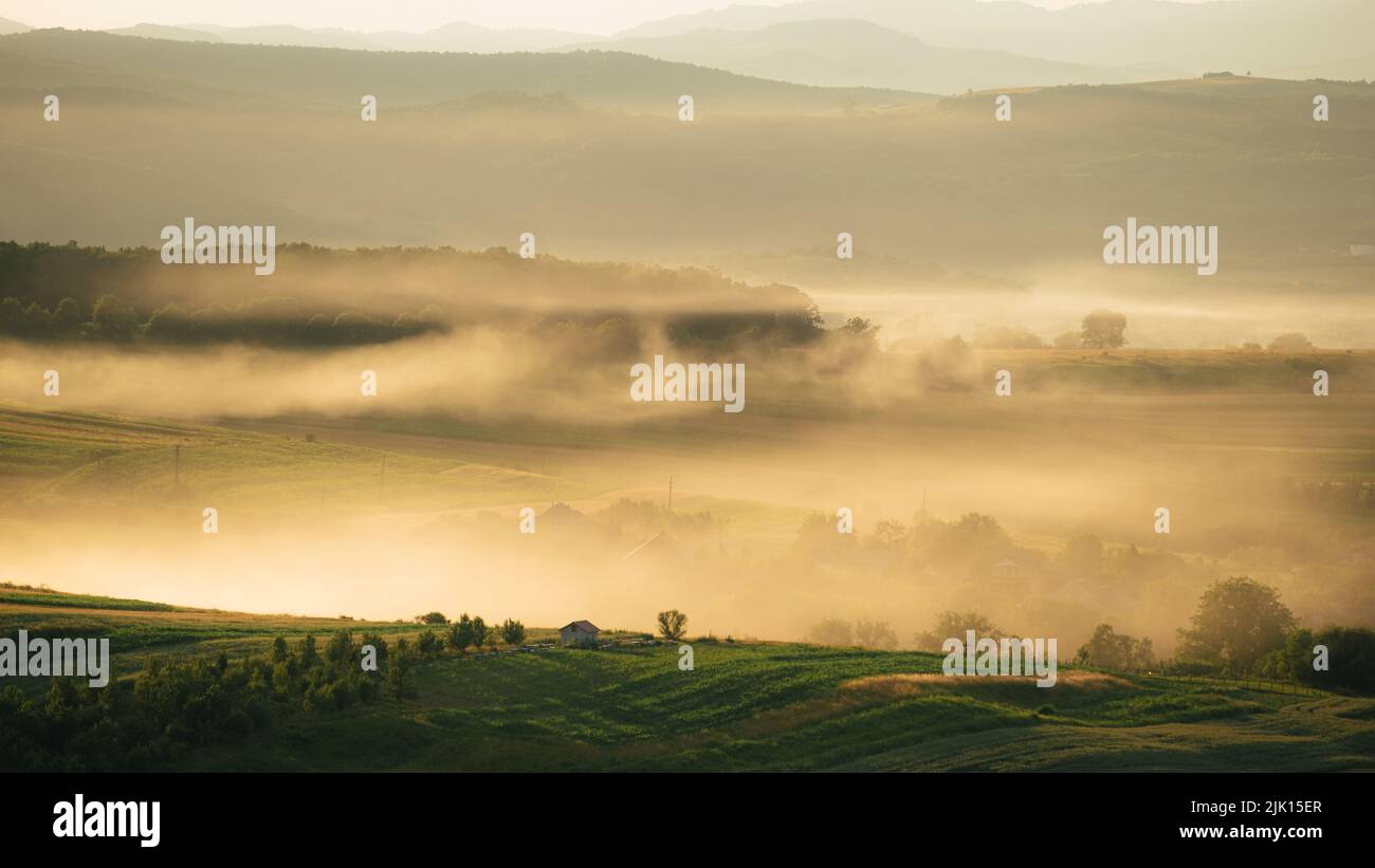 The heavy mist over the green field with trees Stock Photo - Alamy