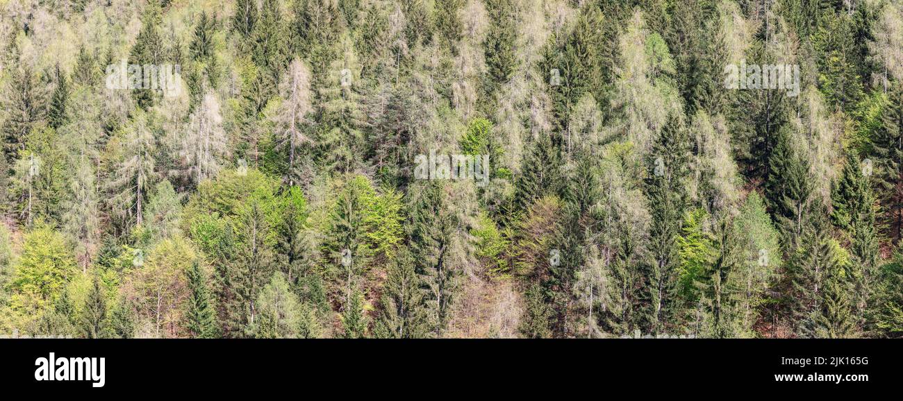 Panoramic shot of wild deep centuries-old alpine forests in Trentino ...