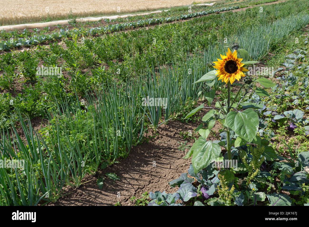 Sunflower in a small field with organic vegetable cultivation Stock ...
