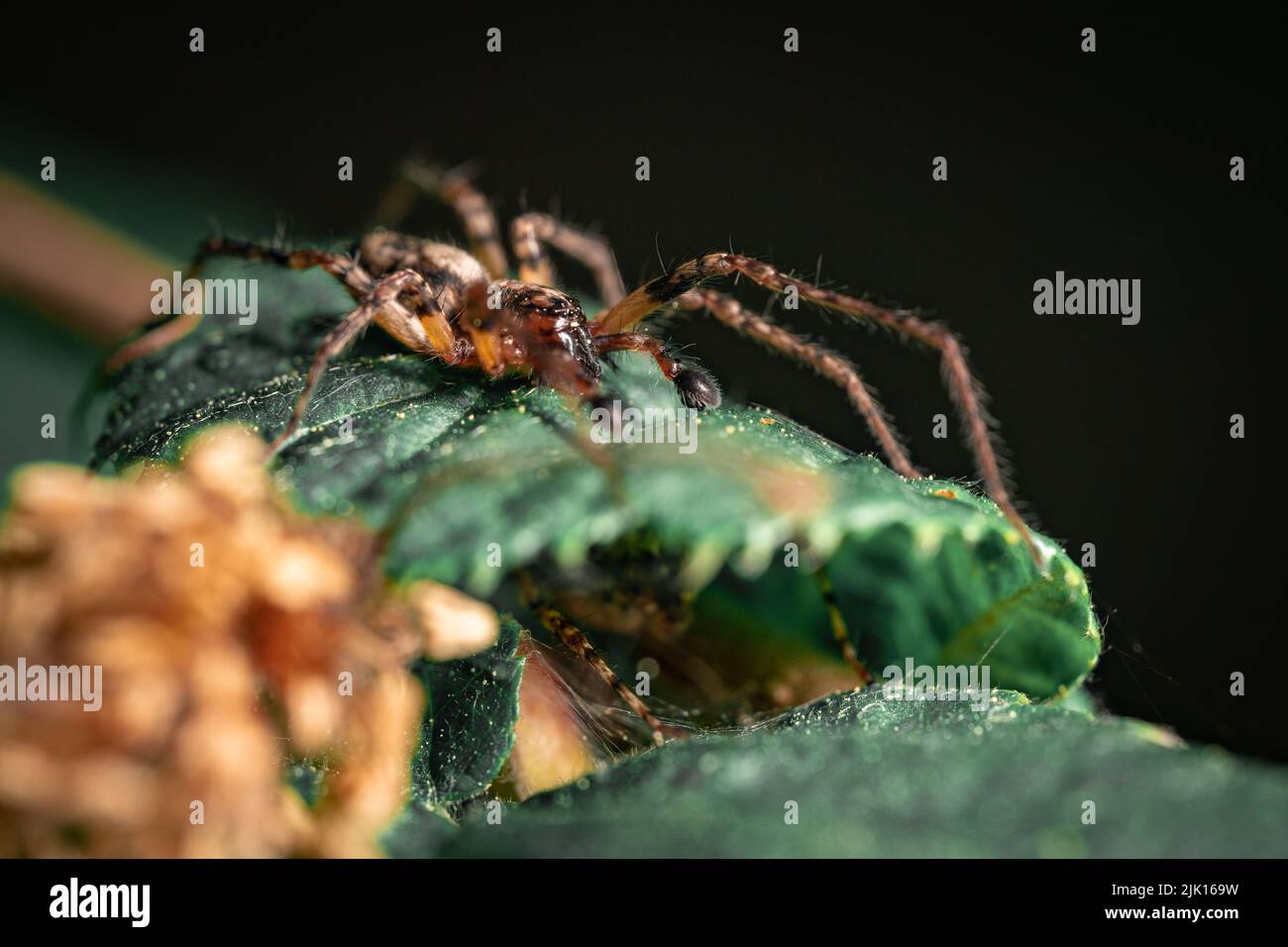 Hairy arachnid hi-res stock photography and images - Alamy