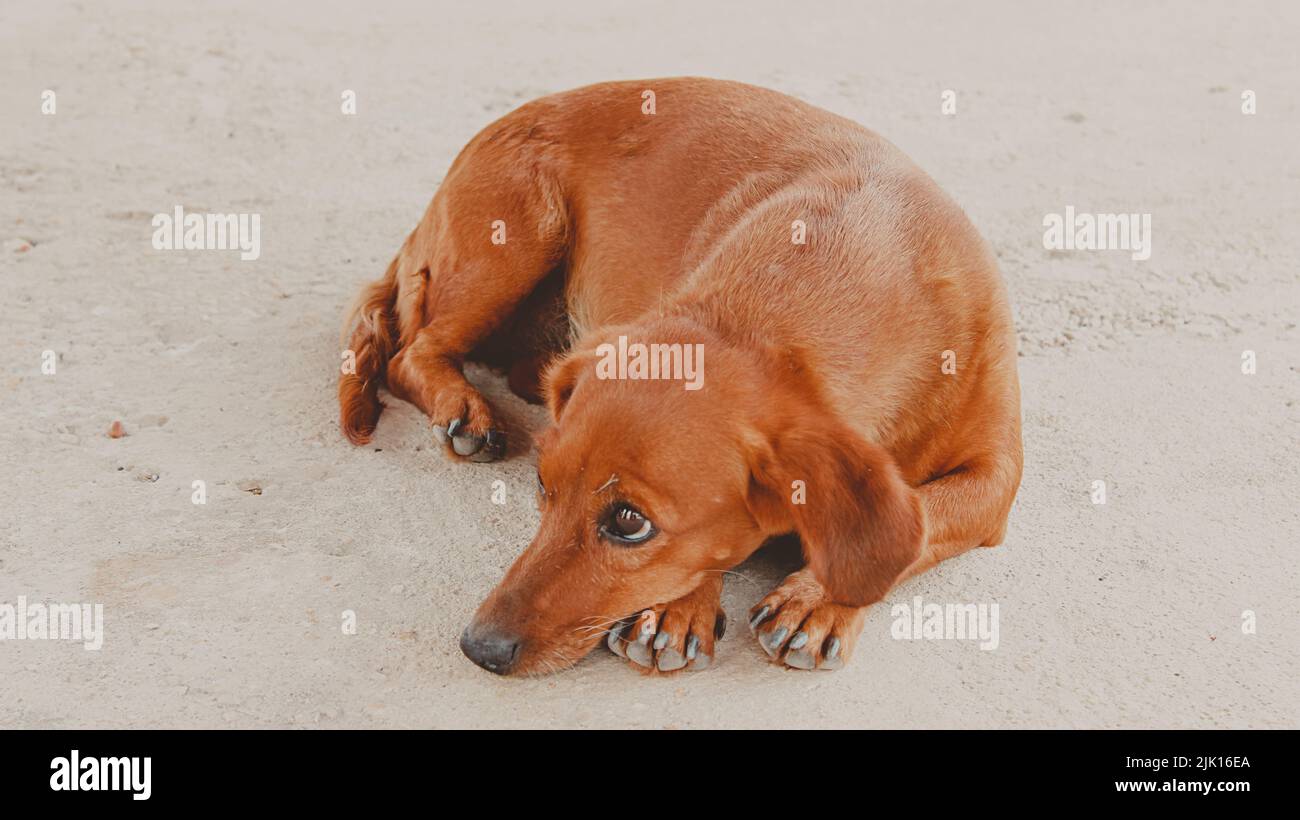 dog lying down with poor face Stock Photo - Alamy