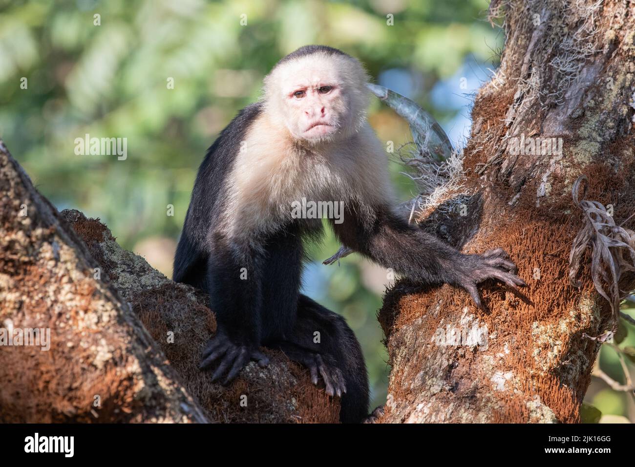 Colombian animal hi-res stock photography and images - Alamy