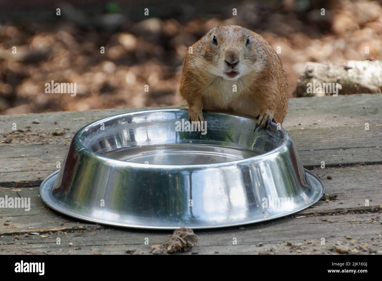 A closeup of a prairie dog standing by a drinking dish at the Spaycific ...