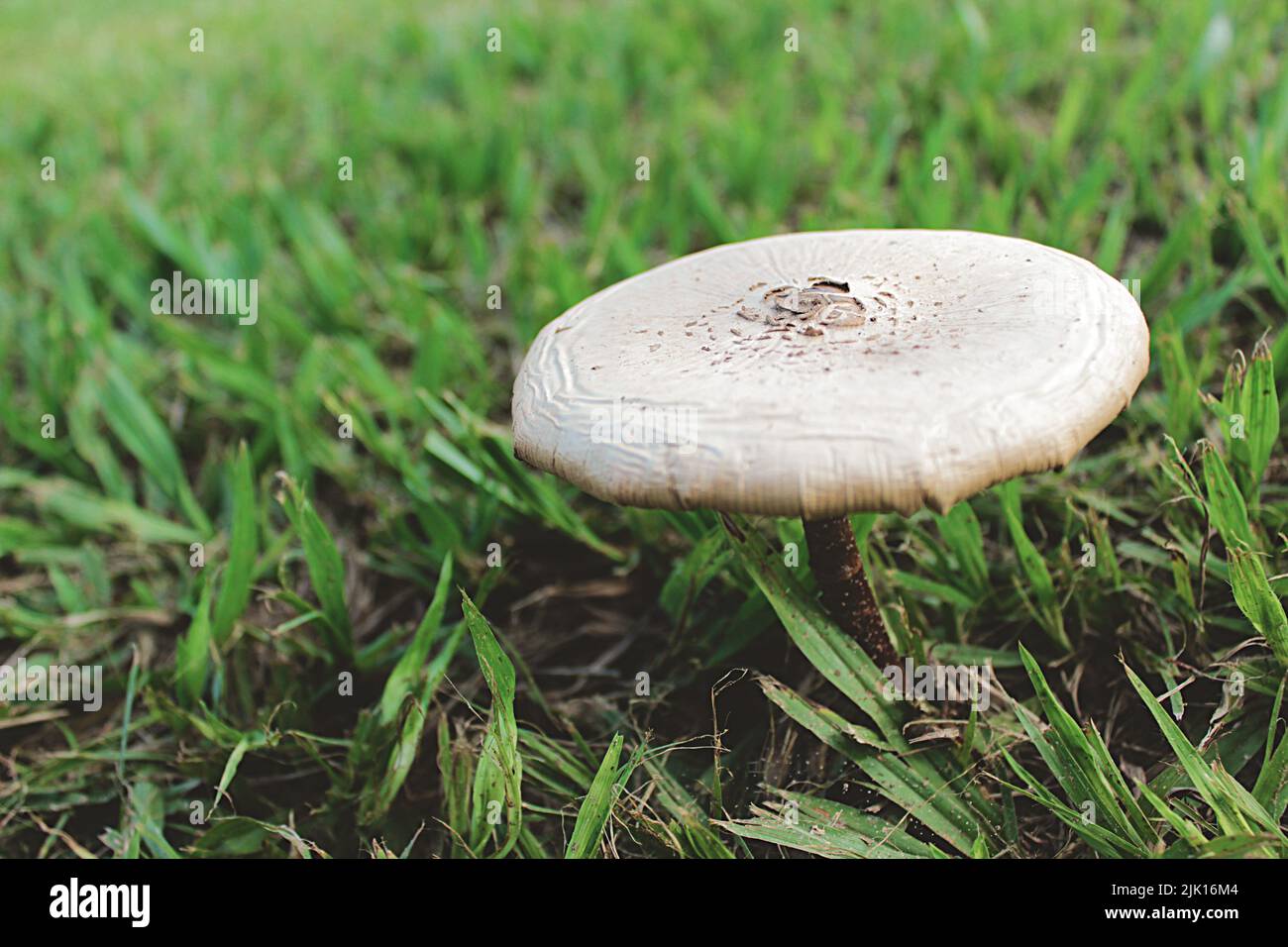 Grass mushroom hi-res stock photography and images - Alamy