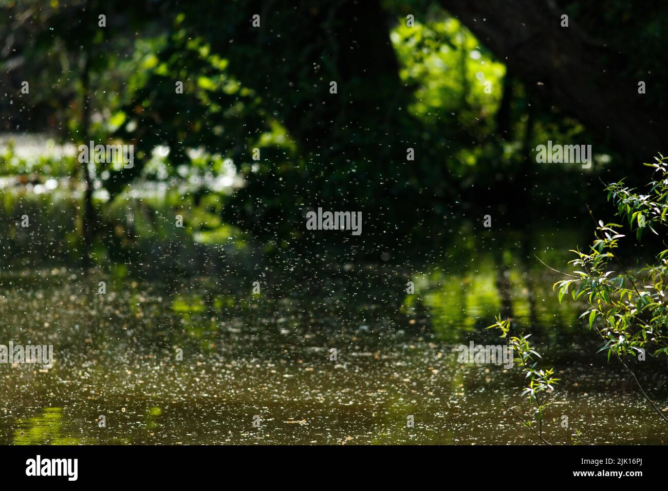 Cloud of midges above water in early summer Stock Photo - Alamy