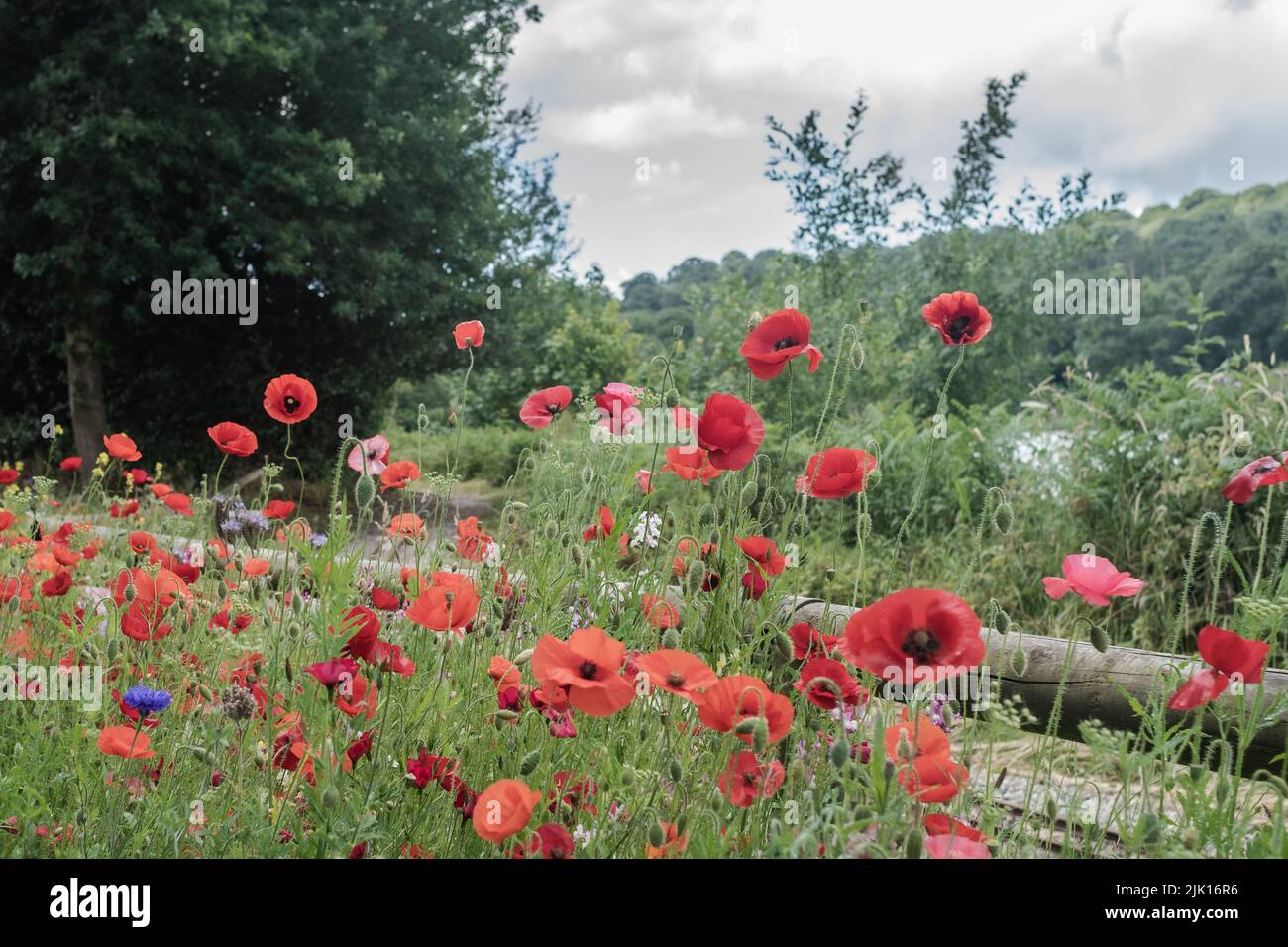 Staffordshire Lakeside colorful flower display Staffordshire Stock ...