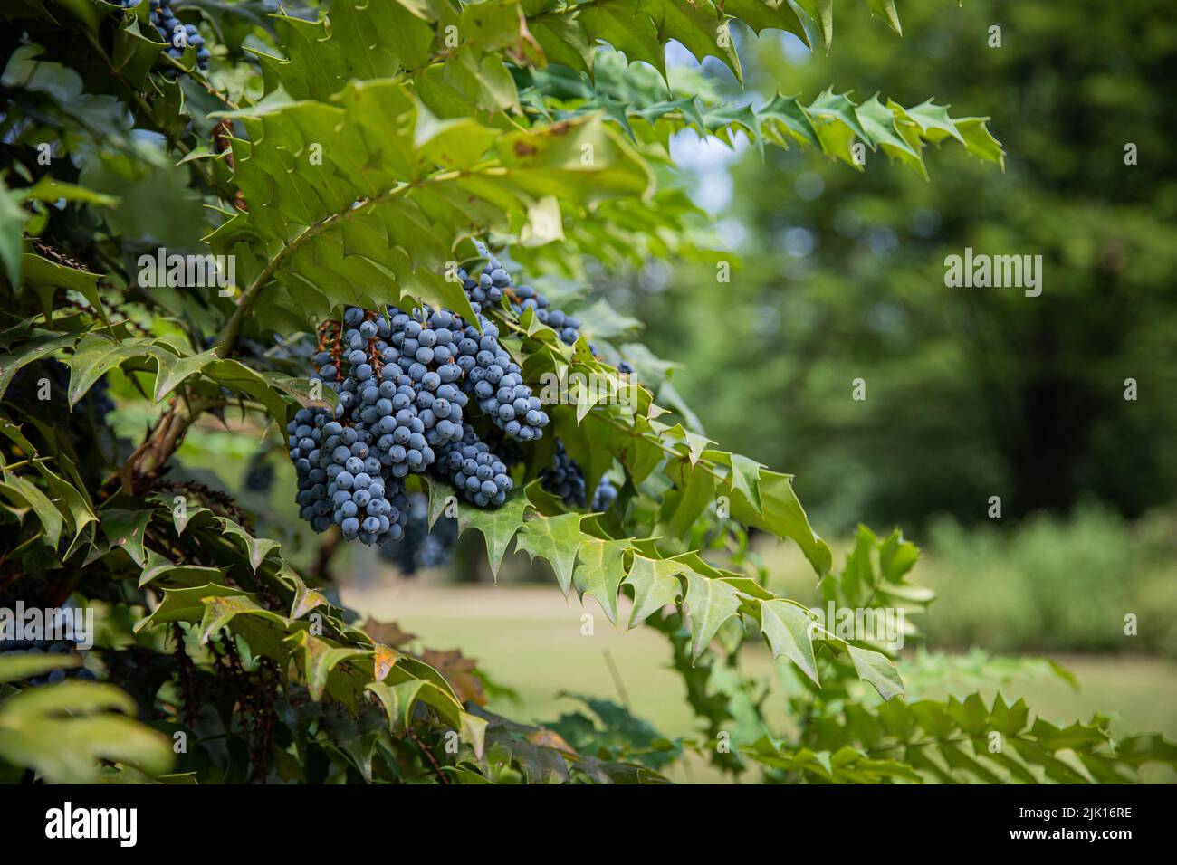 Planting a grape vine hi-res stock photography and images - Alamy