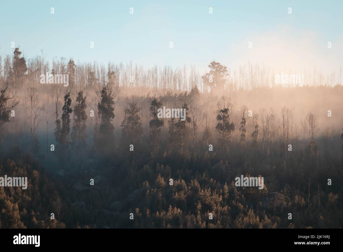 A beautiful mist view of Forest trees in the morning under a blue sky ...