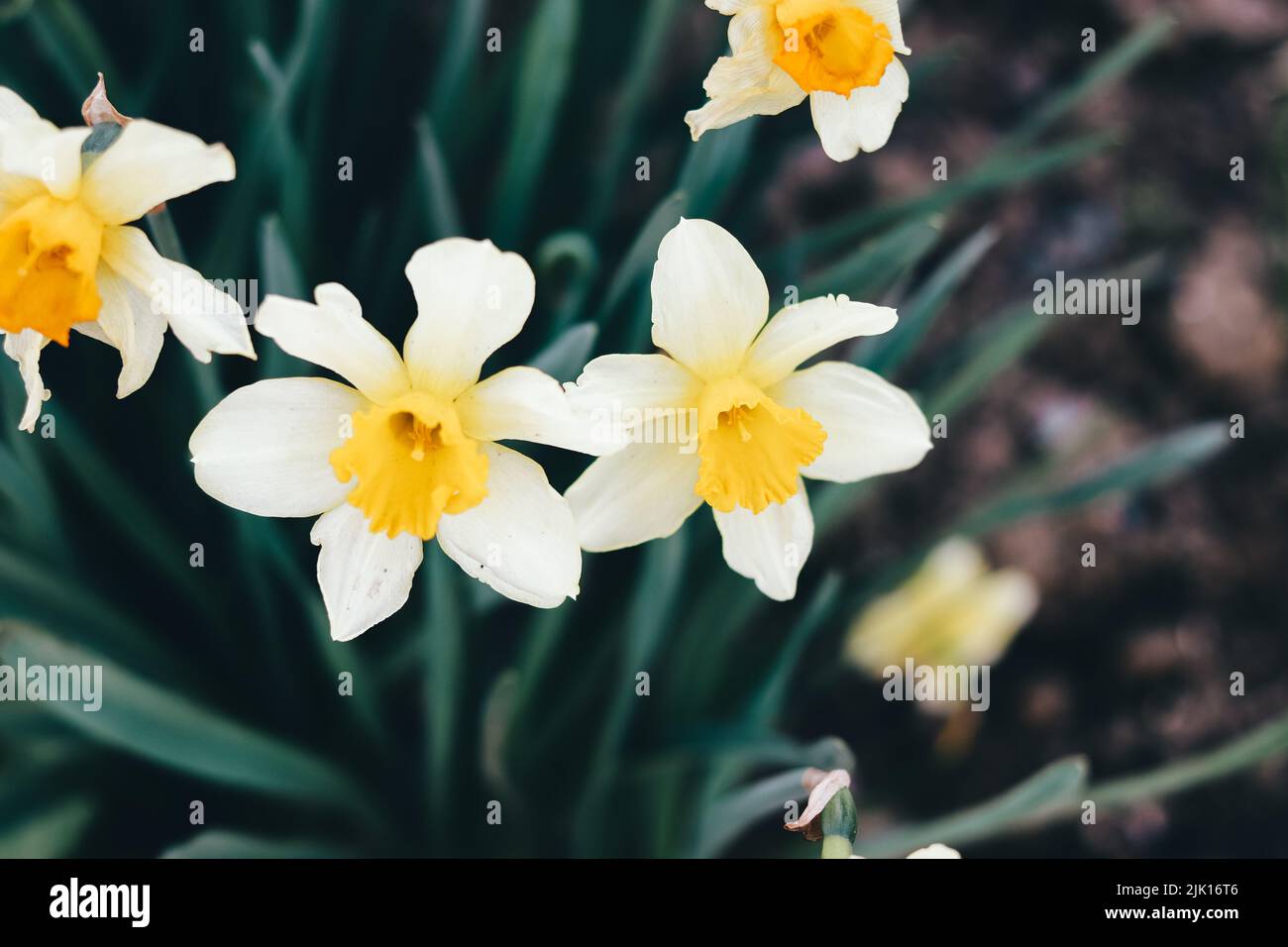 Flower asmr hi-res stock photography and images - Alamy